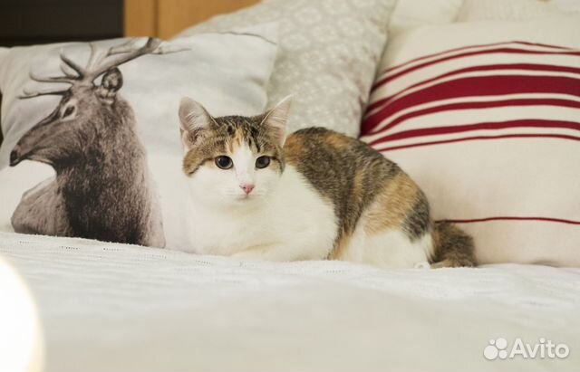 Котенок Марла