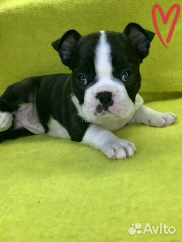 Бостон терьер