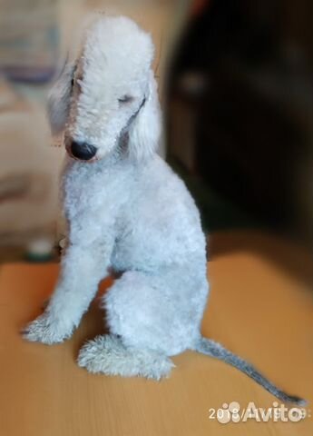 Бедлингтон-терьер девочка