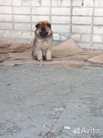 Щенок ищет дом (помесь кавказской овчарки)