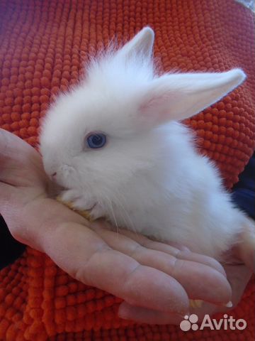Карликовый кролик