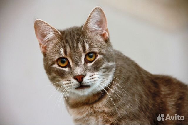 Котик Мускат