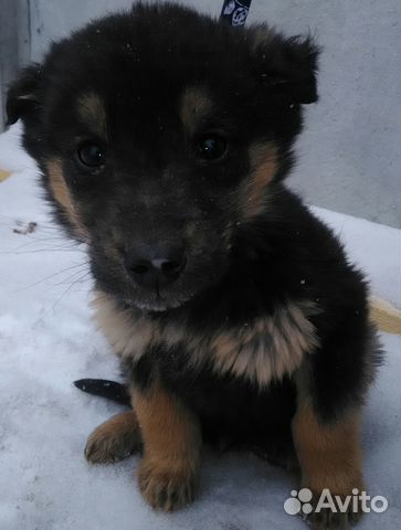 Отдам щенков 2 мес в частный дом