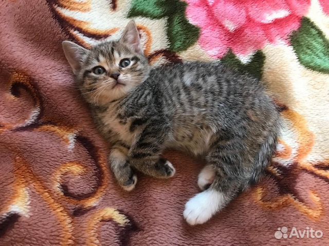 Шотландский котенок