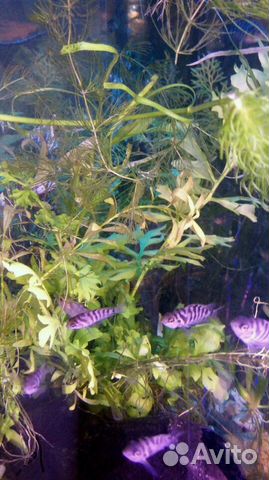 Чернополосые цихлозомы