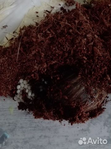 Ахатина, яйца