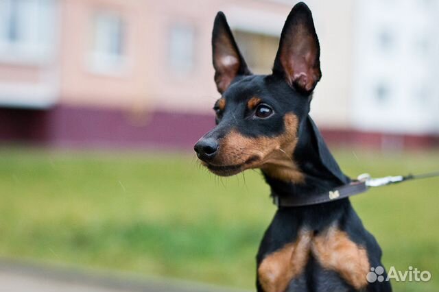 Карликовый пинчер