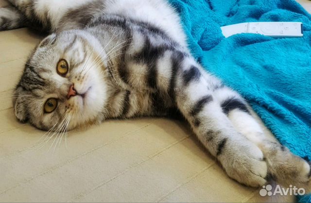 Настоящий скотиш фолд на вязку. Клубный кот