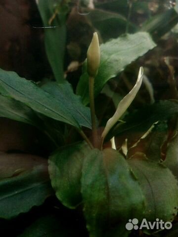 Буцефаландры