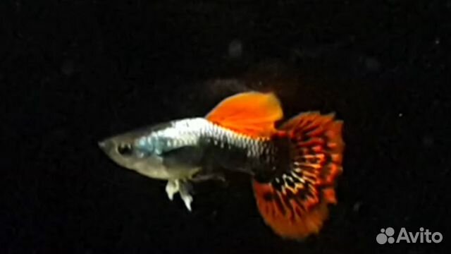 Гуппи Филигрань