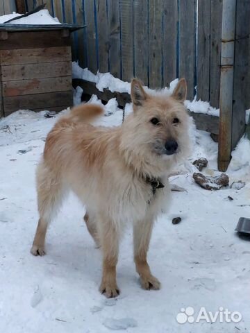 Кобель
