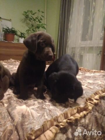 Щенки лабрадора-ретривера