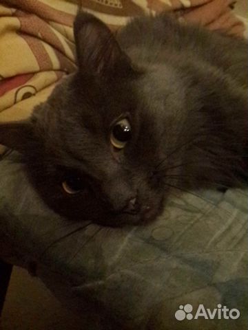 Помогите пристроить котика