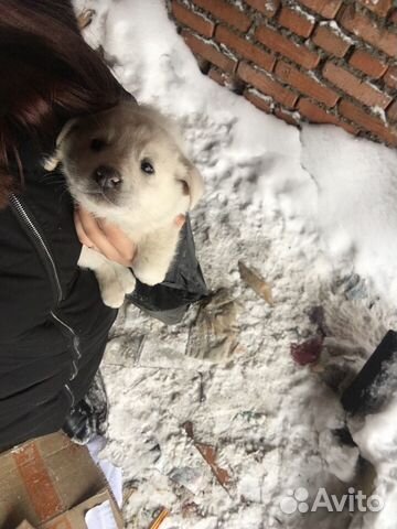 В добрые руки