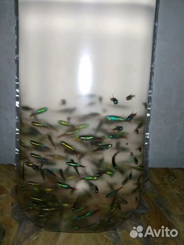 Тетра неоновая доставим каждый день