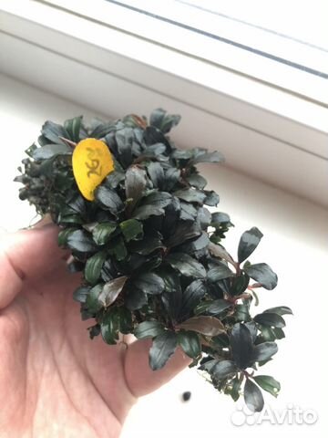 Буцефаландра Bucephalandra набор из 10 шт