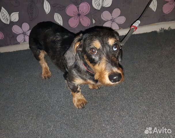 Отдам таксу