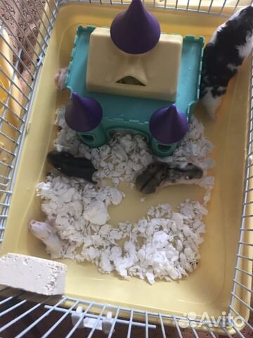 Хомяки Джунгарские