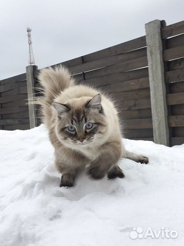 Вязка Невская маскарадная