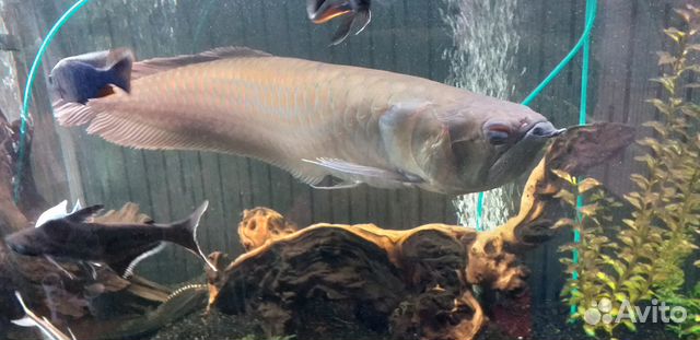 Арована серебряная 60 см