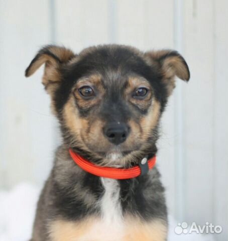 Маленький скромняга Фенек