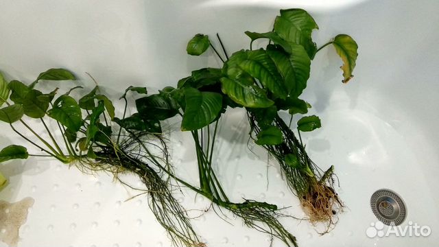 Продам анубиас Бартера