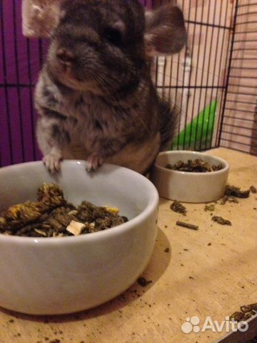 Шиншилла девочка