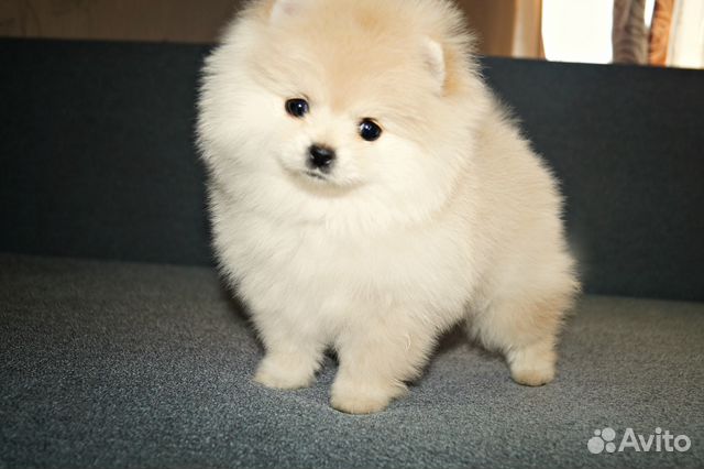 Крохатулечка- кремовая девочка померанского шпица