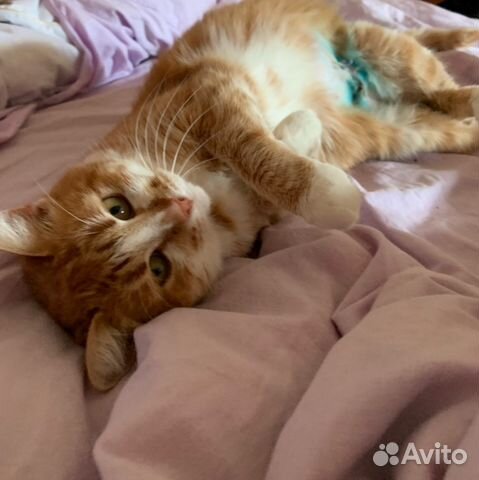 Добрая,ласковая,очень умненькая кошечка Калифорния