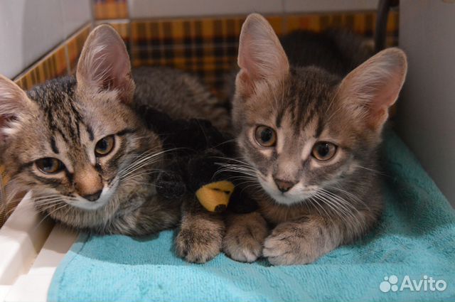 Котенок Грегос готов стать Вашим другом