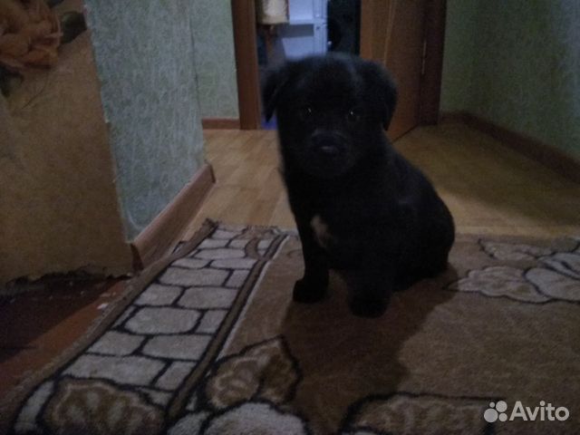 Отдадим двух щенков