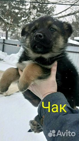 Щенки