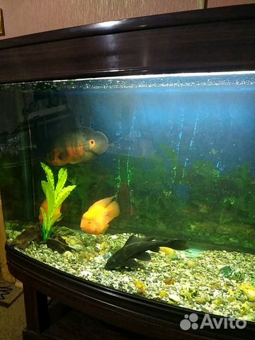 Аквариум с рыбками