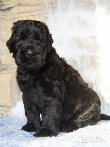 Русский черный терьер