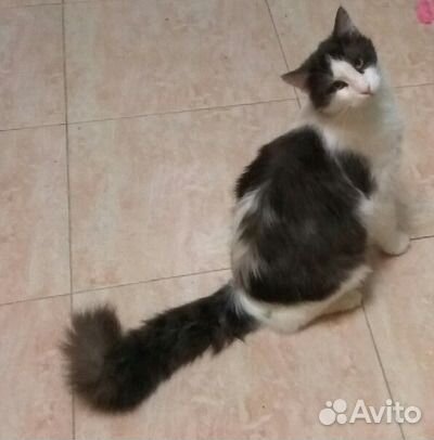 Большой кот