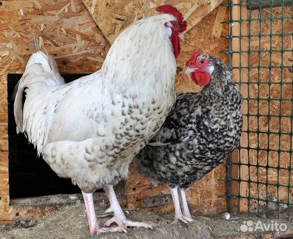 Куры Пушкинской породы