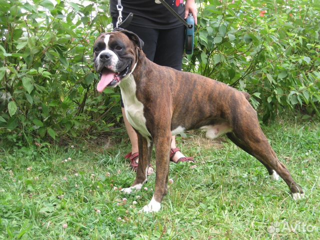 Щенок немецкого боксера