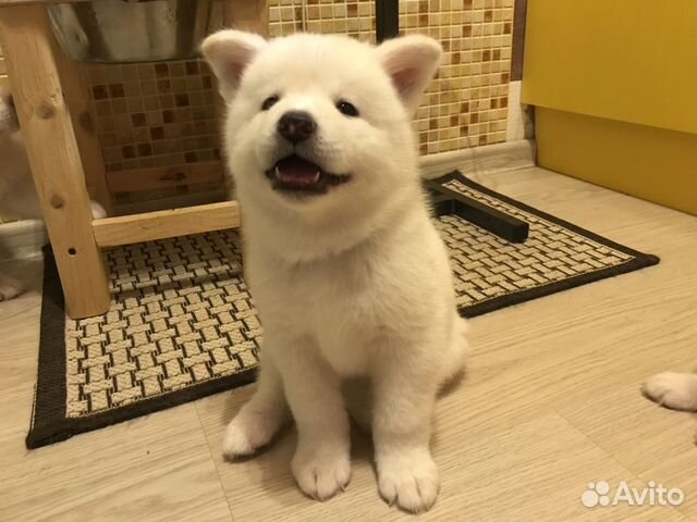 Щенки Акита Ину