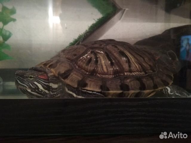 Красноухая черепаха