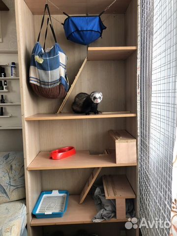 Хорек с клеткой