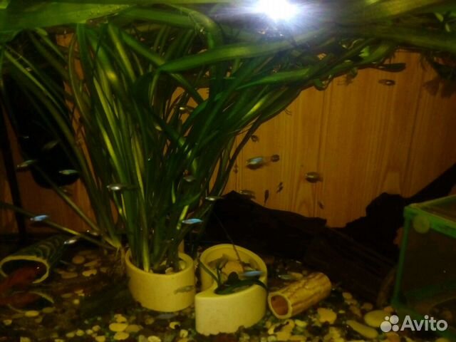 Оризиас вовора 50-60 штук + производители