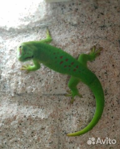 Самец зеленого геккона