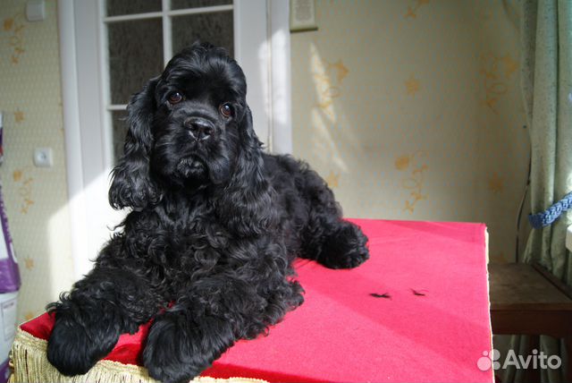 Продам щенков кокер спаниеля (Американского)