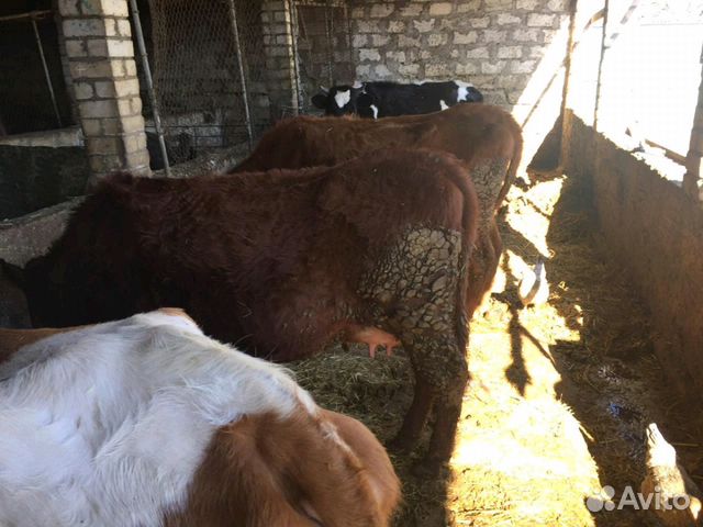 Коровы, телки, телята