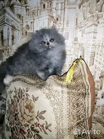 Котенок перс девочка