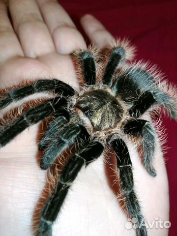 Идеальный птицеед для новичков