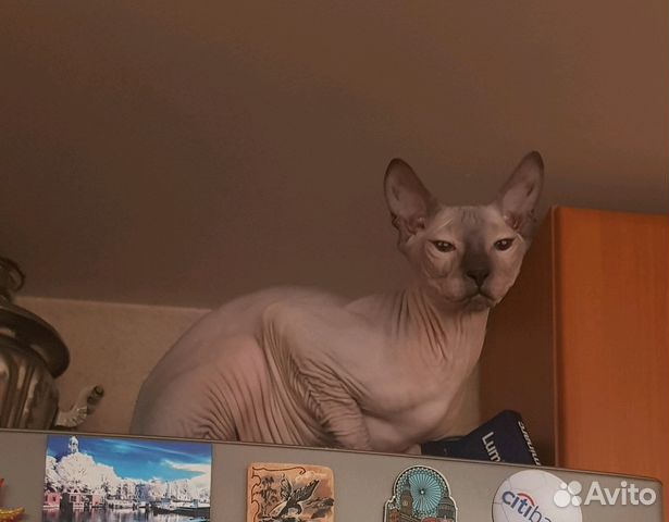 Украинский левкой