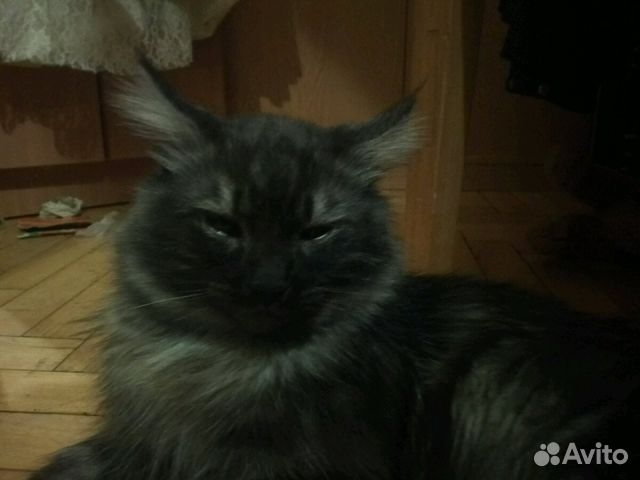 Породистый кот