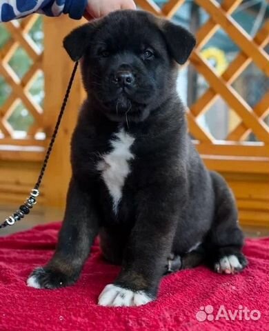 Бурый Мишка