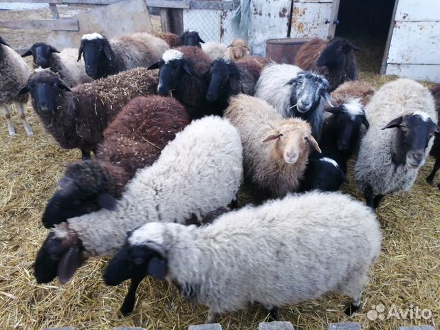 Продам овцематок
